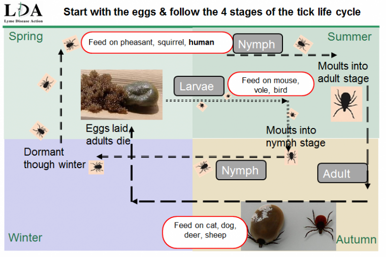 About Ticks | Lyme Disease Action